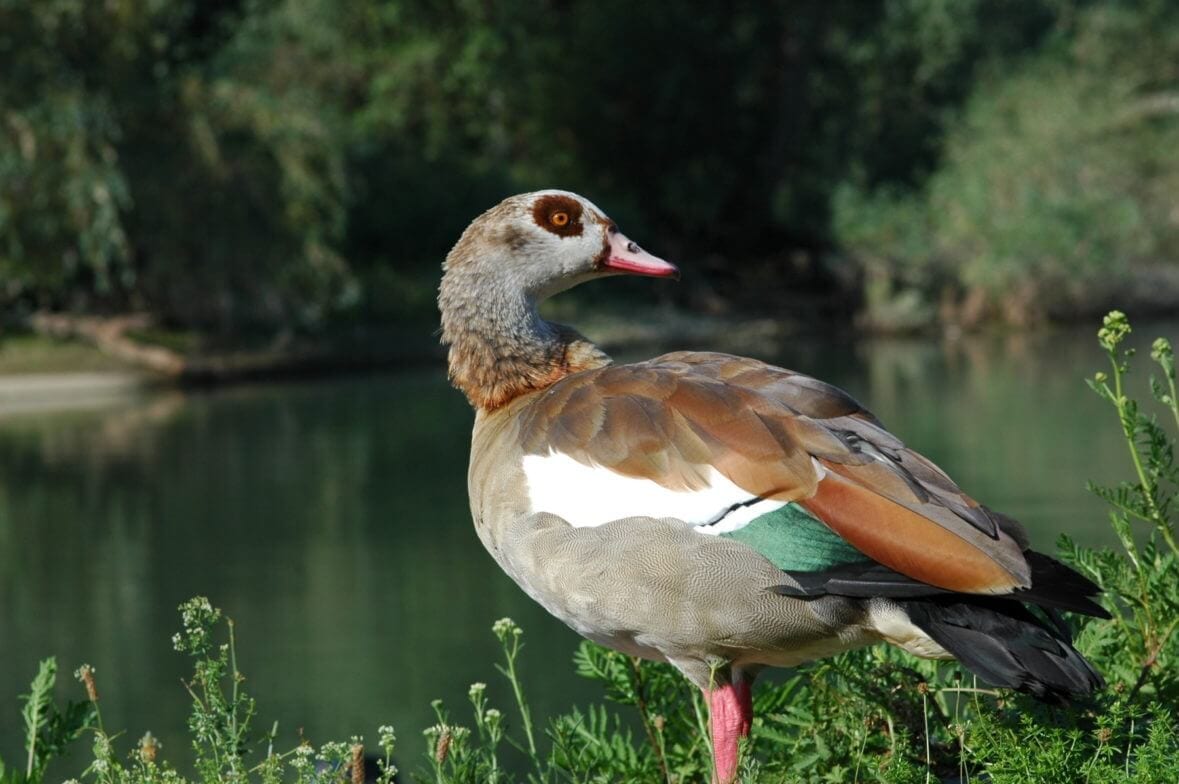 Wing Shooting: Egyptian Geese – Schalk Pienaar Hunting Safaris in Namibia